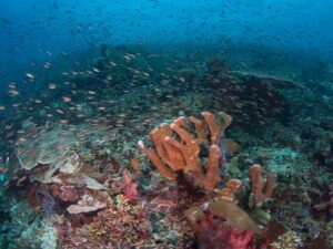 Central | Scuba Junkie Komodo