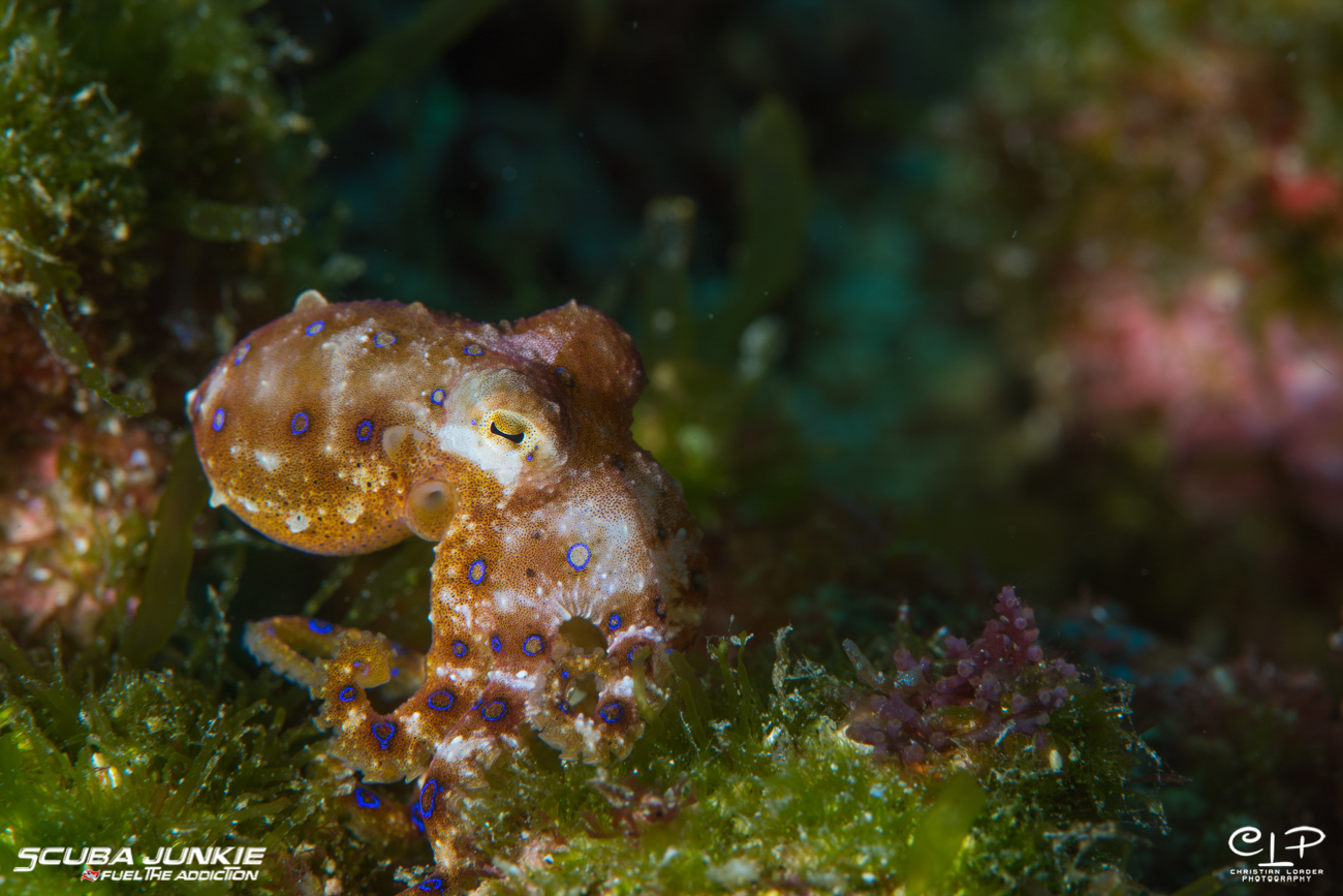 The "Deadly" Blue Ring Octopus - Bucket List Creature!