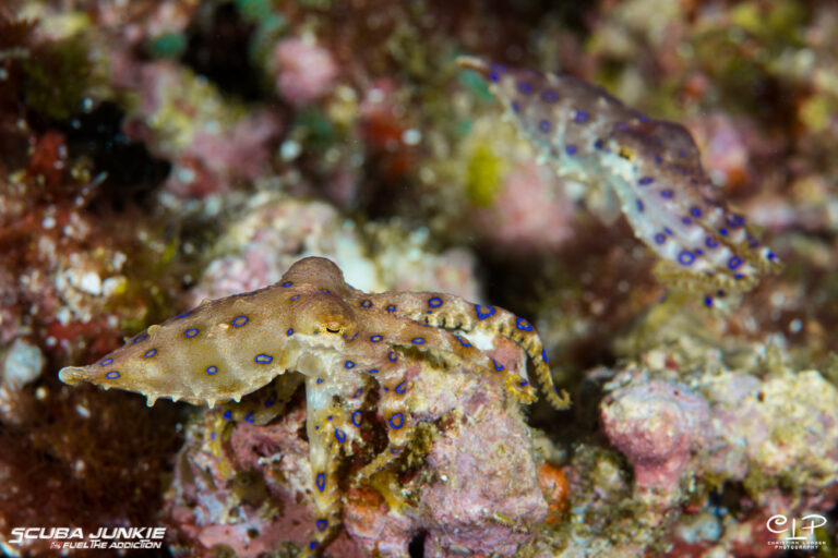The "Deadly" Blue Ring Octopus - Bucket List Creature!